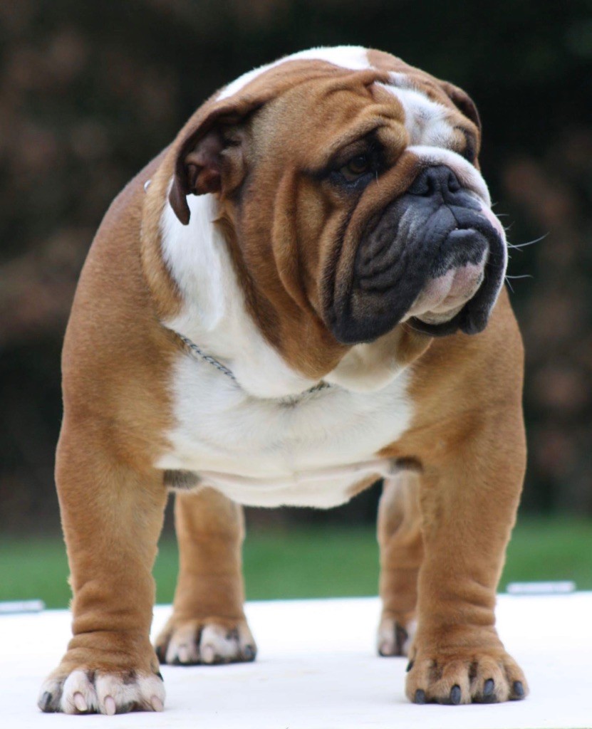 Accueil - Elevage Goldson Bulldog - Eleveur de chiens de race Bulldog ...